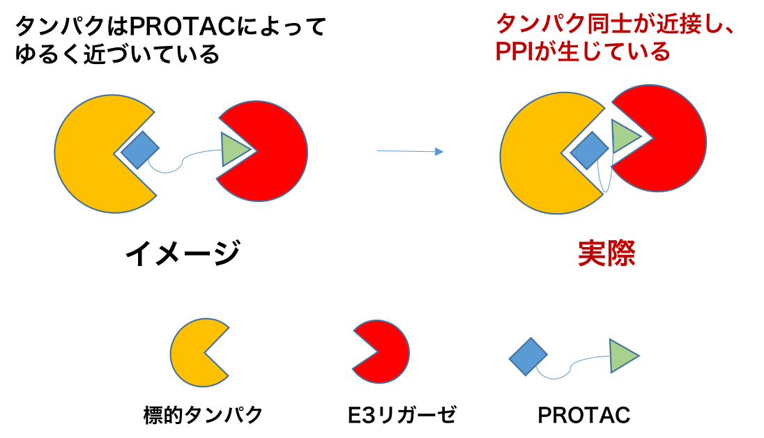 Macrocyclic PROTAC：ternary complexの安定化 | メドケム徒然草